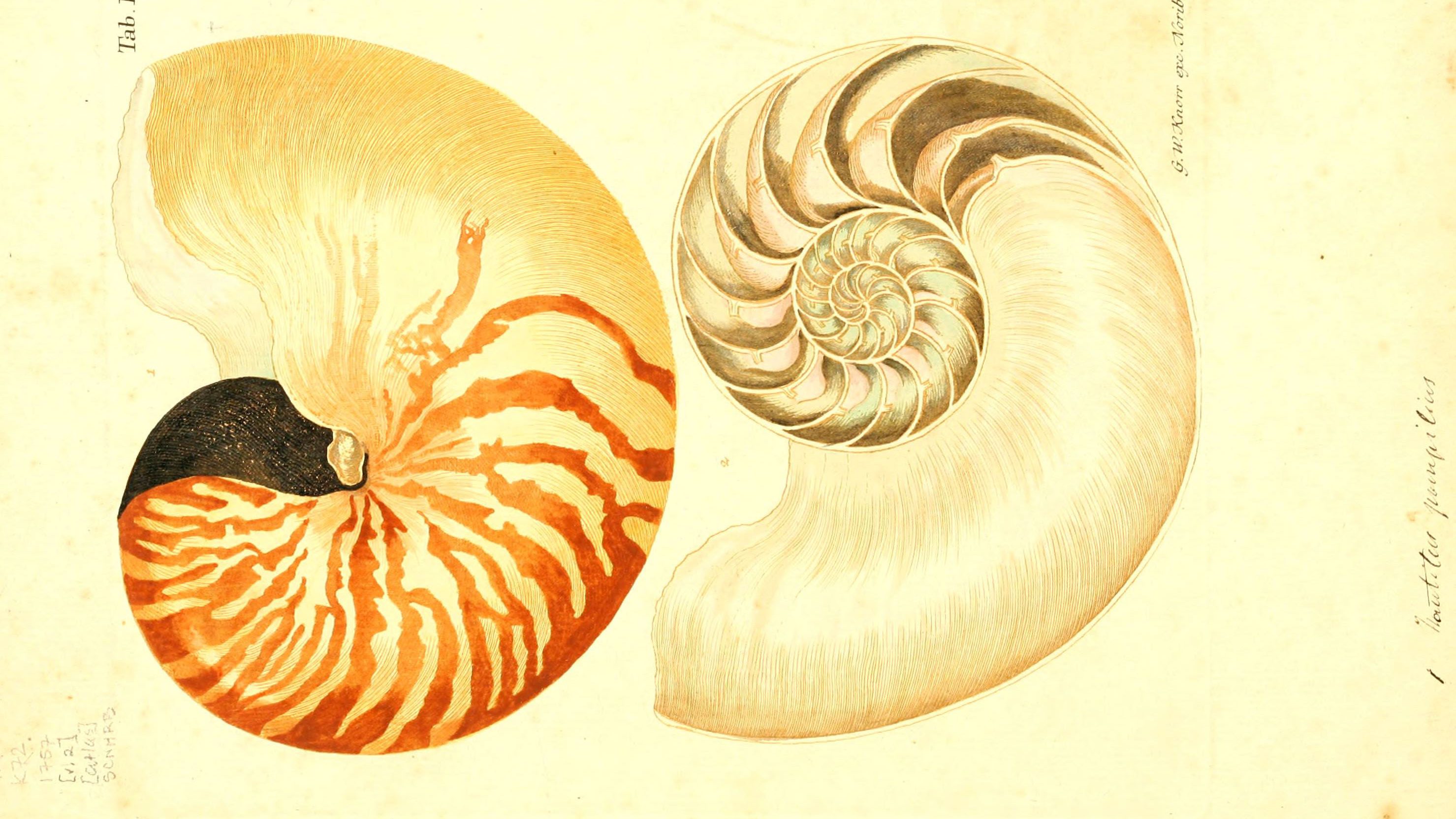 Portia Elan